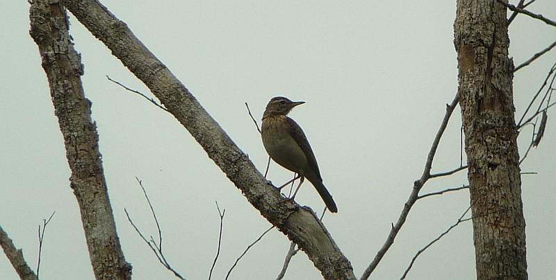 Gabon Gamba birding trip report