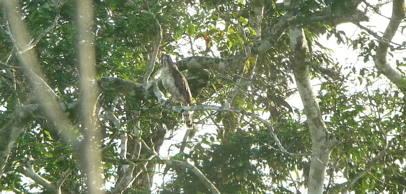 Gabon Gamba birding trip report