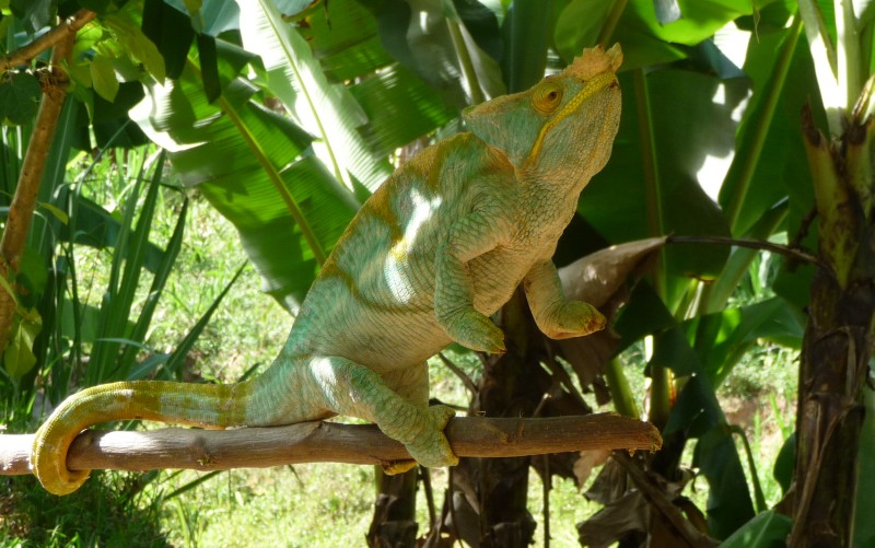 Madagascar birding trip 2010