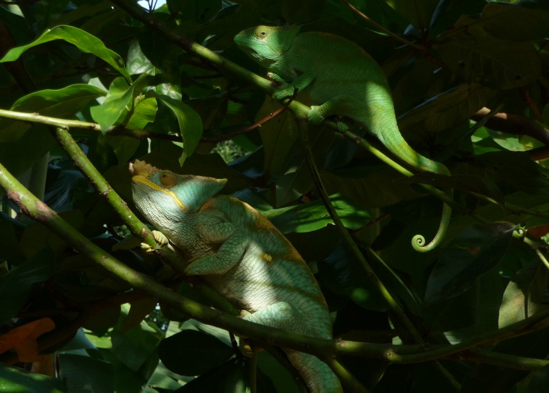 Madagascar birding trip 2010
